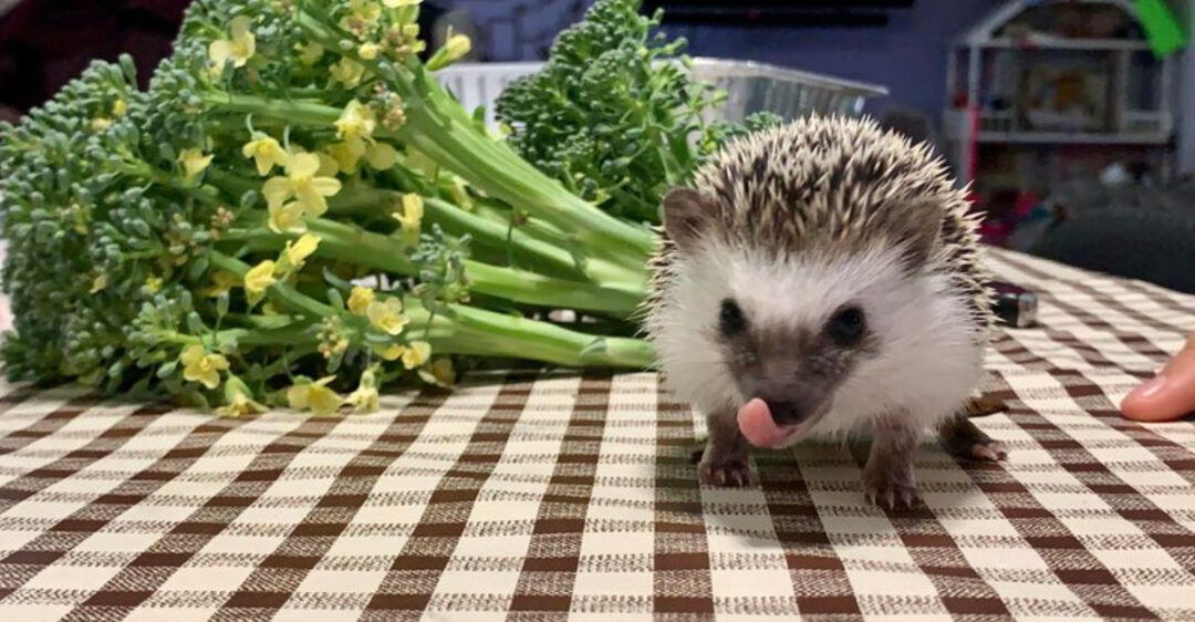 What Do Hedgehogs Eat?