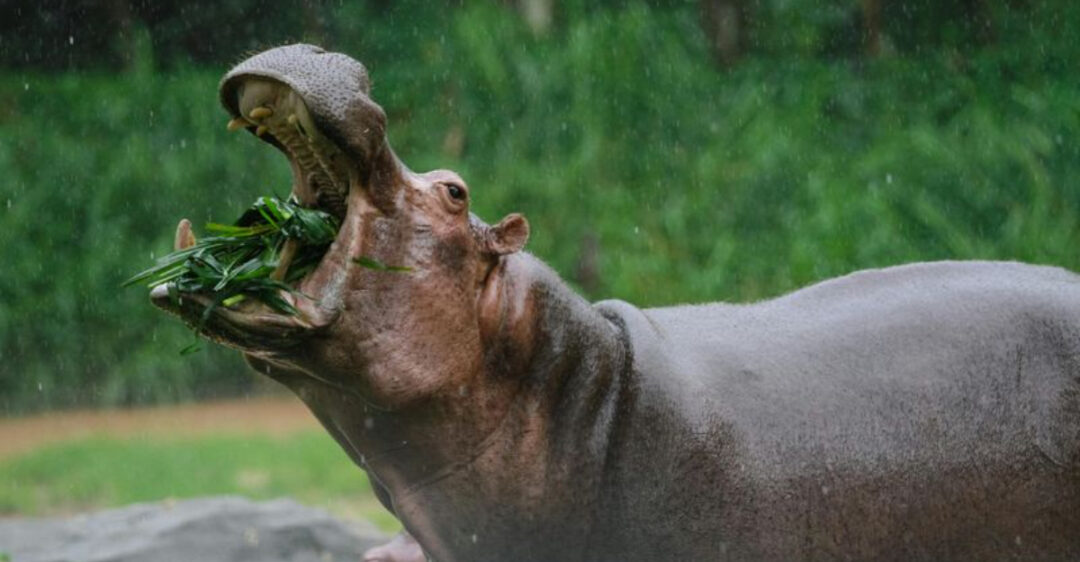 What Do Hippos Eat? They're Herbivores With A Carnivorous Twist