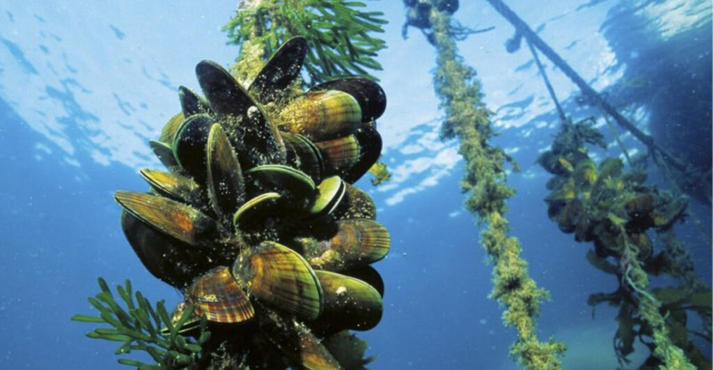 What Do Mussels Eat? 11 Foods They Actually Consume