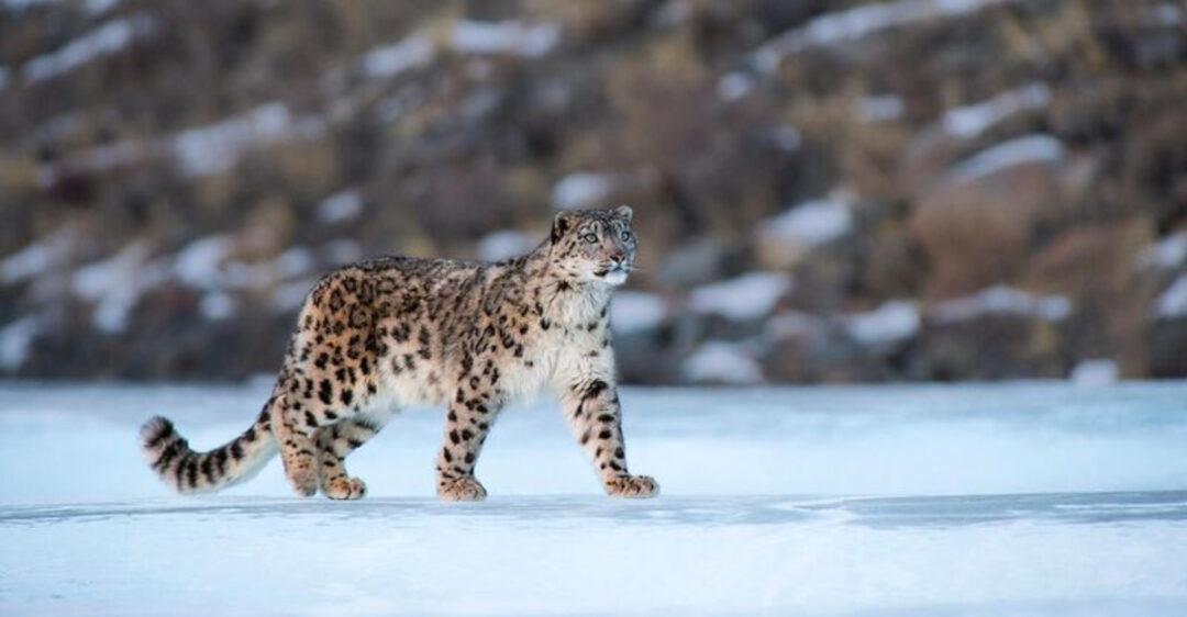 What Do Snow Leopards Eat? Food For A Mighty Predator