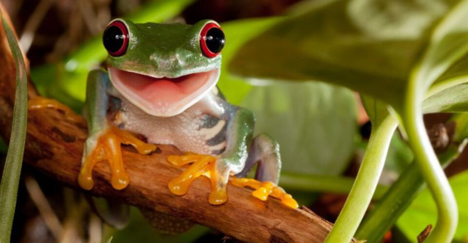 What Do Tree Frogs Eat? A Closer Look At Their Diet