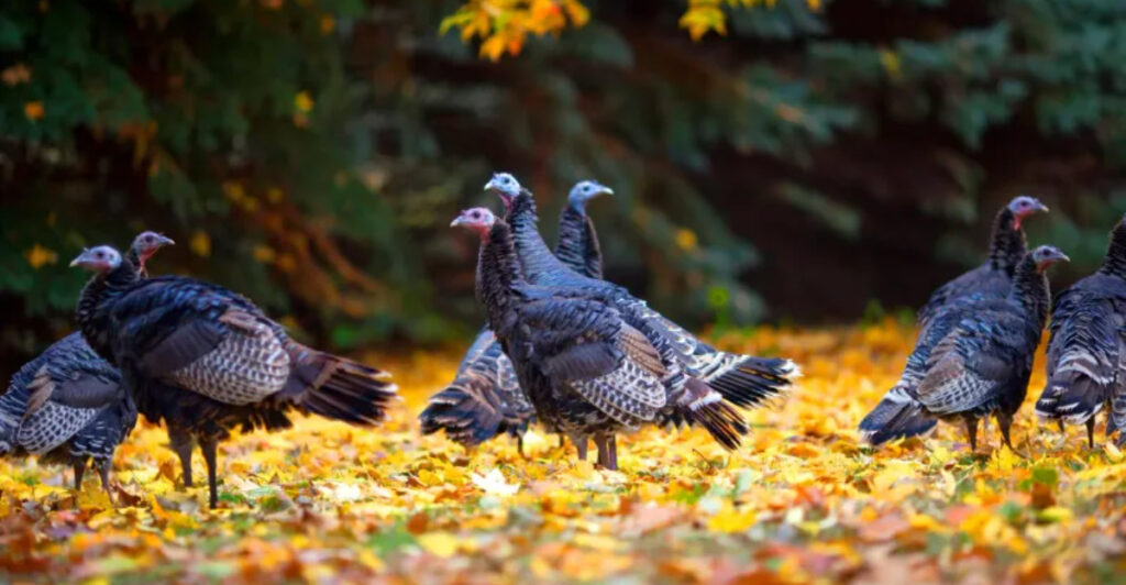 What Do Turkeys Eat?