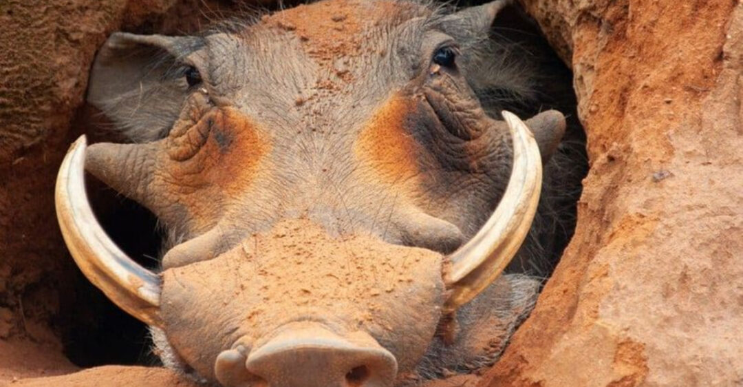 What Do Warthogs Eat?
