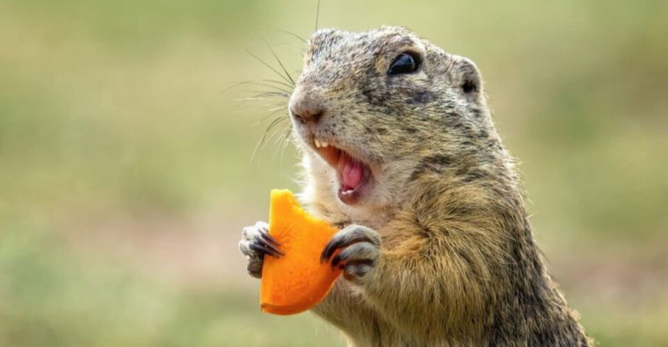 What Gophers Really Eat: A Full Guide