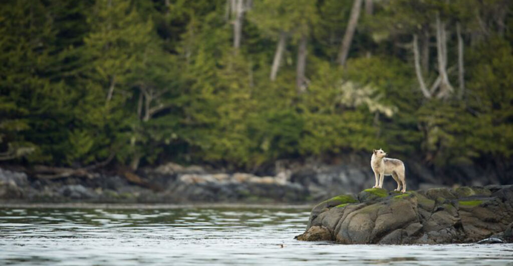 What Happens If A Top Predator Disappears From An Ecosystem?