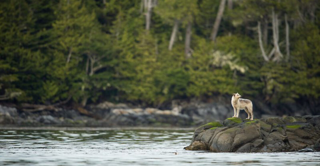 What Happens If A Top Predator Disappears From An Ecosystem?