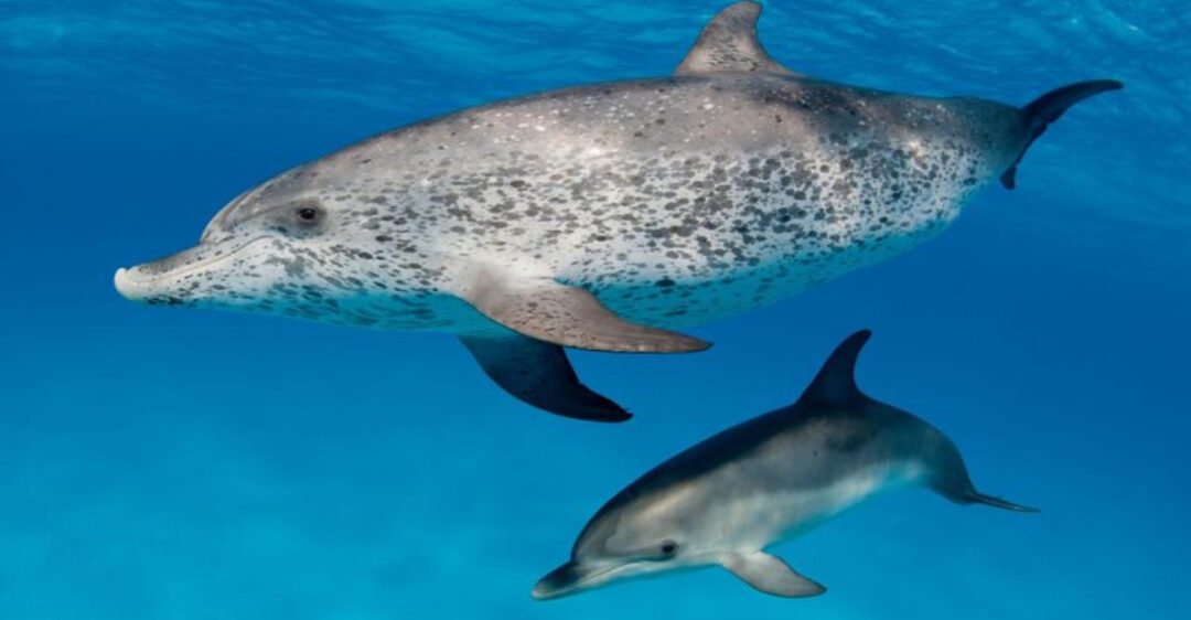 What Makes The Atlantic Spotted Dolphin Stand Out In Florida Waters