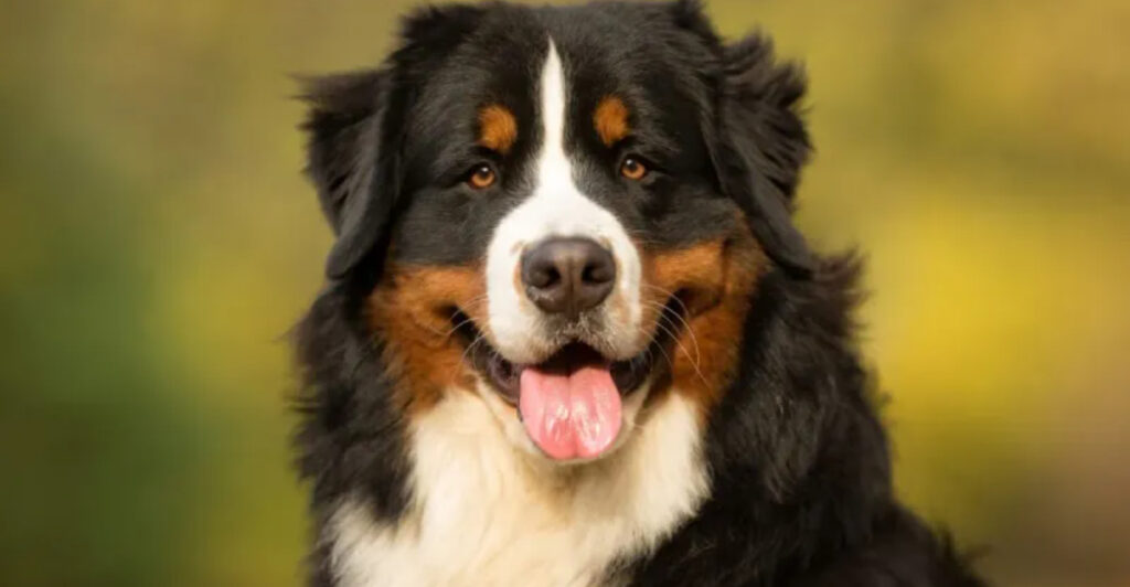 What Makes These 13 Polite Dog Breeds So Well-Mannered?