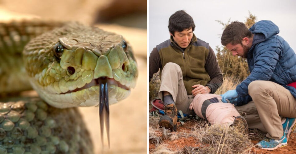 What To Do In Case Of A Venomous Snake Bite While Outdoors