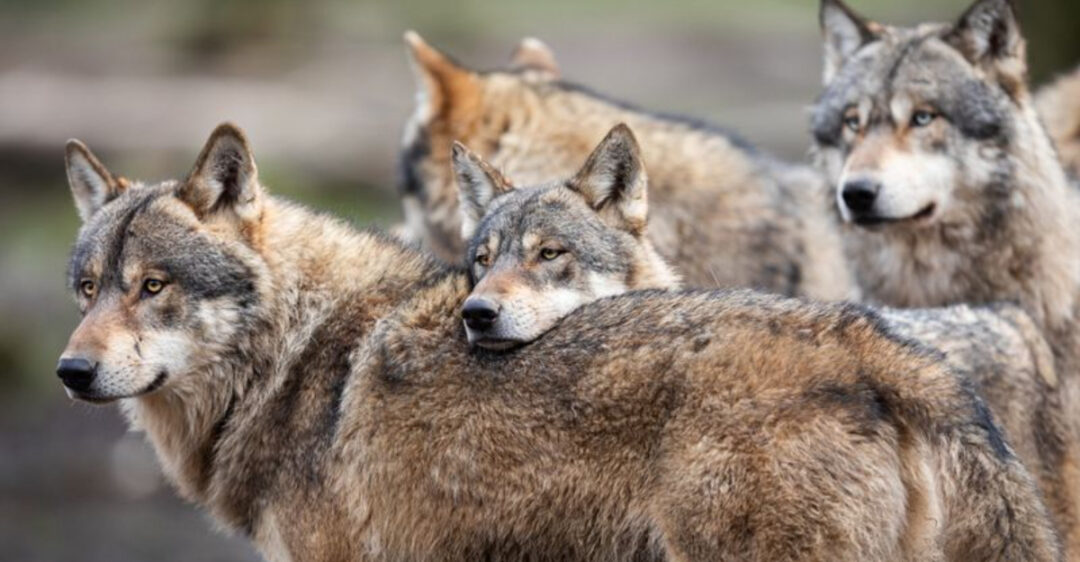 What We've Learned From 25 Years With The Wolves Of Yellowstone