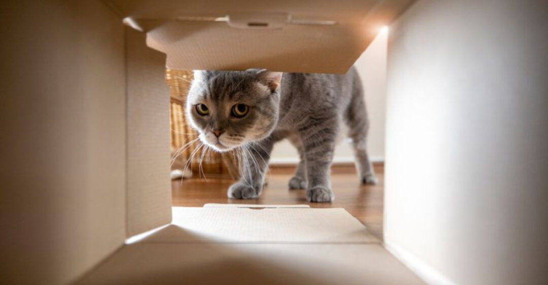 Why Cats Can Be More Destructive Than Dogs (And What You Can Do About It)