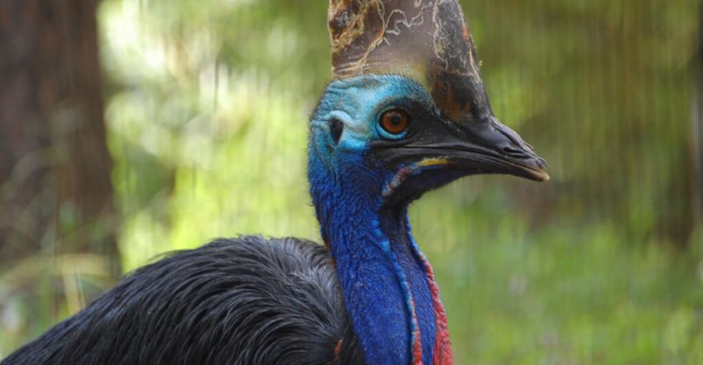 Why Did Flightless Birds Take Over After Dinosaurs Disappeared?