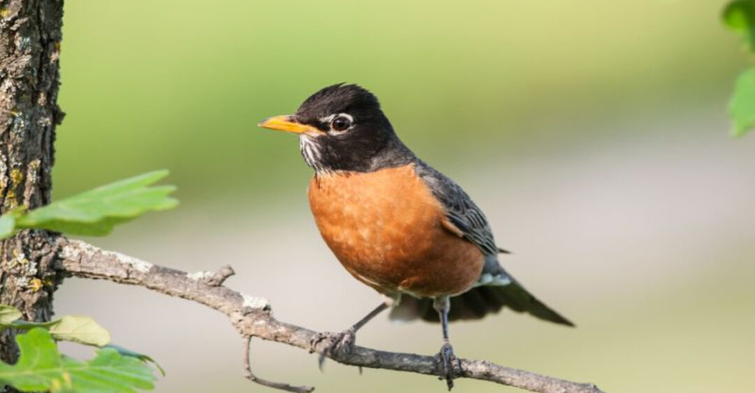 Why Robins Skip The Bird Feeder And What To Do To Attract Them Year-Round