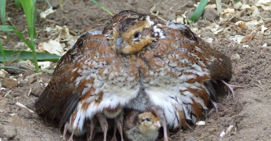 Why Some Birds Nest On The Ground And How They Survive The Risks