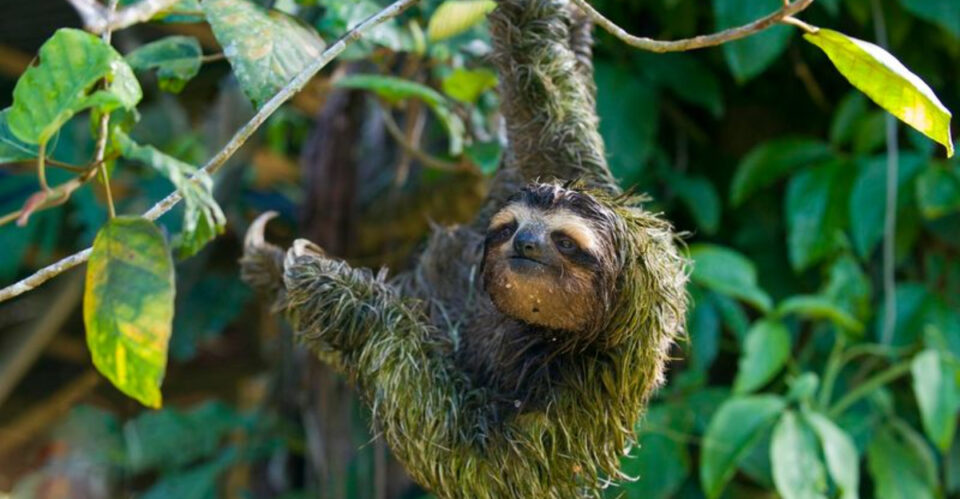 Why Three-Toed Sloths Risk Their Lives To Help Moths