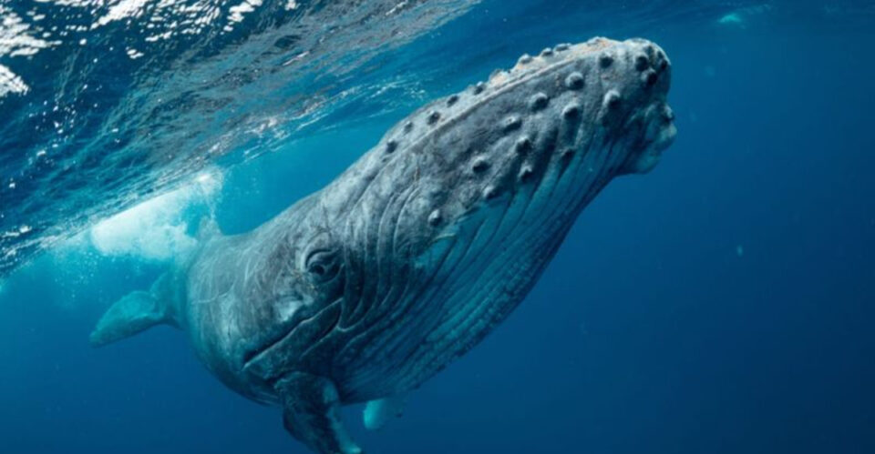 Why Whales Sing: The Mystery Behind Their Ocean Melodies