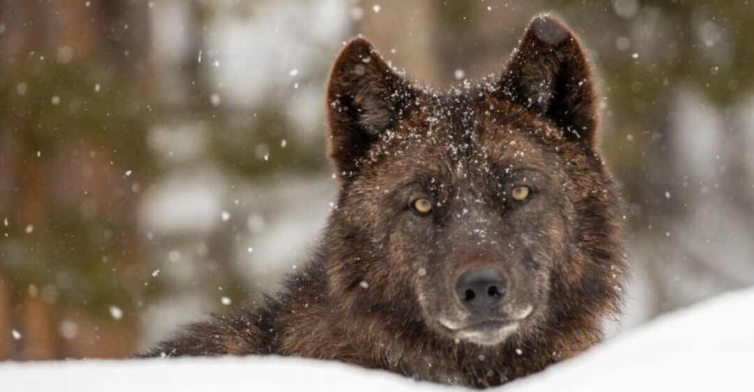 Wolf Sightings On The Rise In The Western U.S., Sparking Concerns Over ...