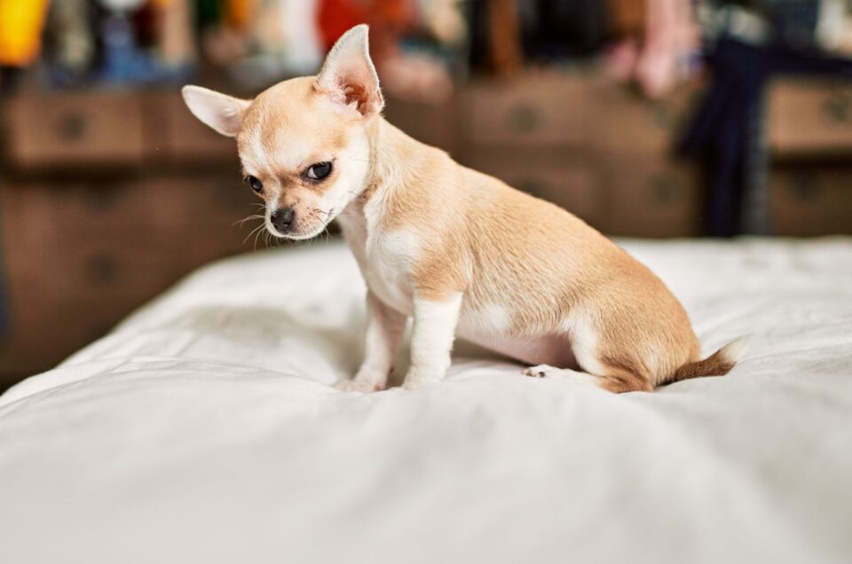 31 Pricey Dog Breeds Ranked From Least To Most Expensive