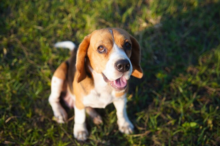 31 Pricey Dog Breeds Ranked From Least To Most Expensive