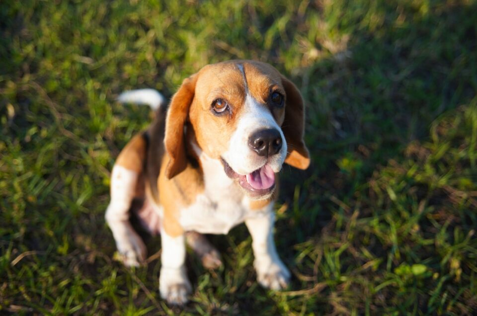 31 Pricey Dog Breeds Ranked From Least To Most Expensive