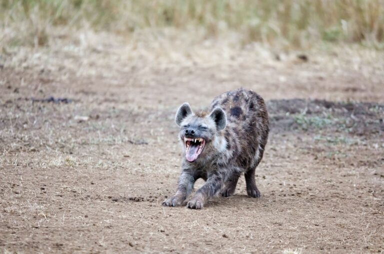 Apex Predators In The African Savannah: Thriving In One Of Nature's ...