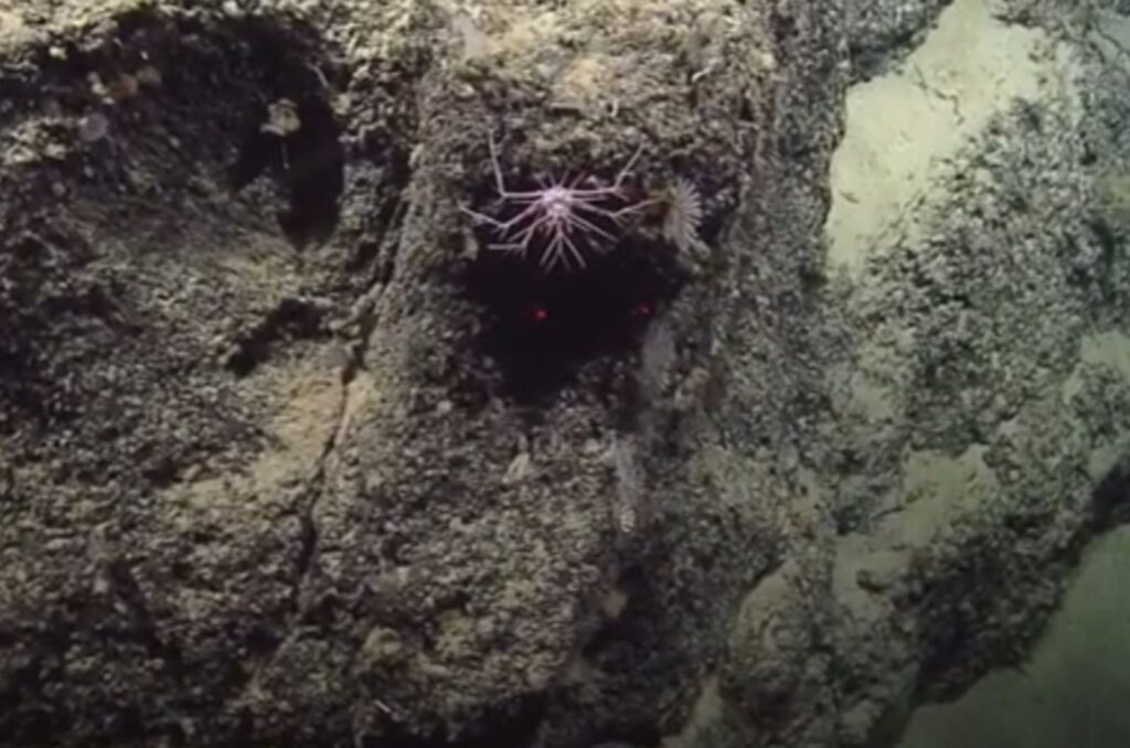 Scientists Encounter Rare "Spiky Crab" During Deep Sea Expedition In ...