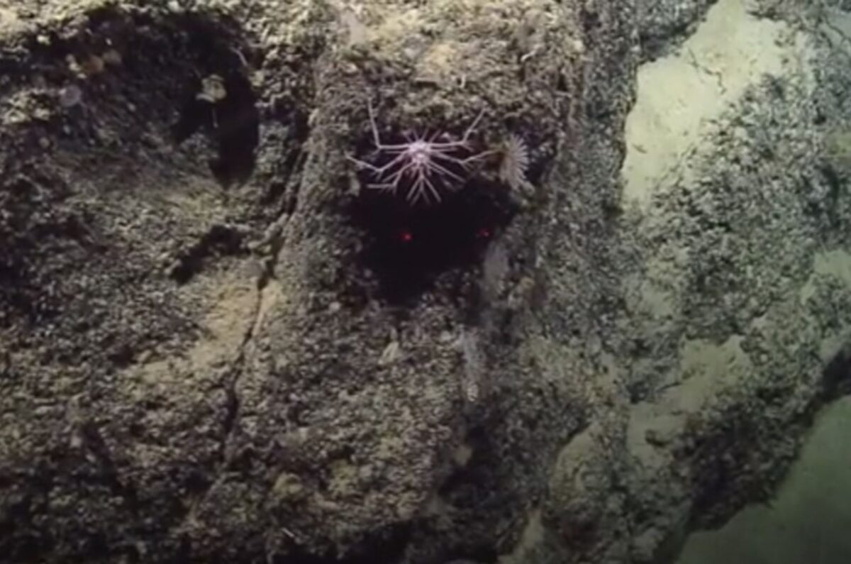 Scientists Encounter Rare "Spiky Crab" During Deep Sea Expedition In ...