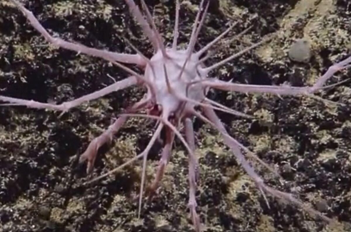 Scientists Encounter Rare "Spiky Crab" During Deep Sea Expedition In ...