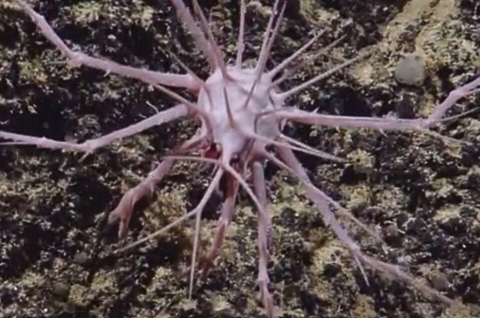 Scientists Encounter Rare "Spiky Crab" During Deep Sea Expedition In ...