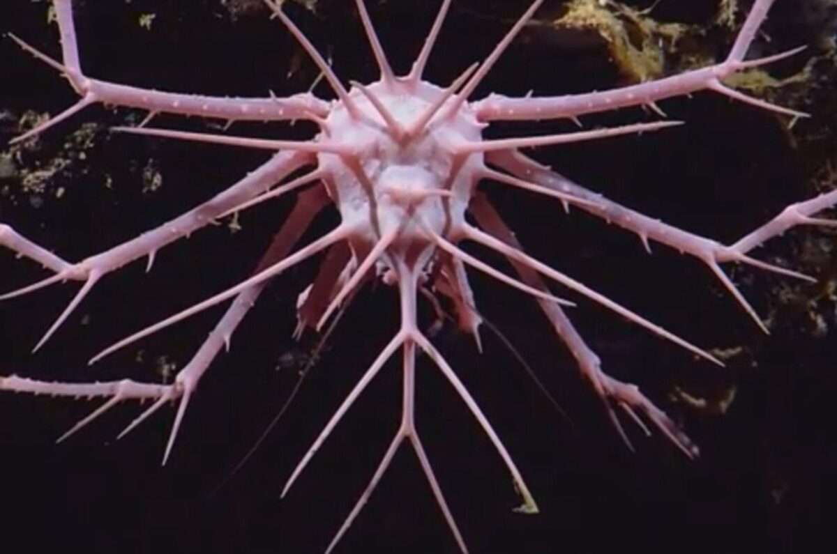 Scientists Encounter Rare "Spiky Crab" During Deep Sea Expedition In ...