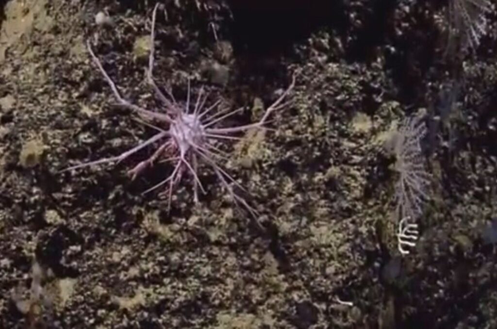 Scientists Encounter Rare "Spiky Crab" During Deep Sea Expedition In ...