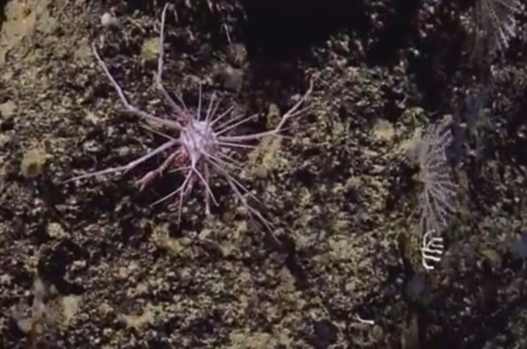 Scientists Encounter Rare "Spiky Crab" During Deep Sea Expedition In ...