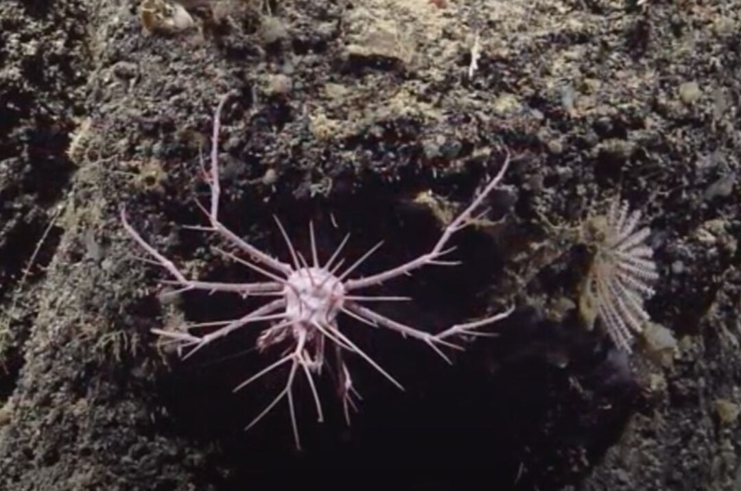 Scientists Encounter Rare "Spiky Crab" During Deep Sea Expedition In ...