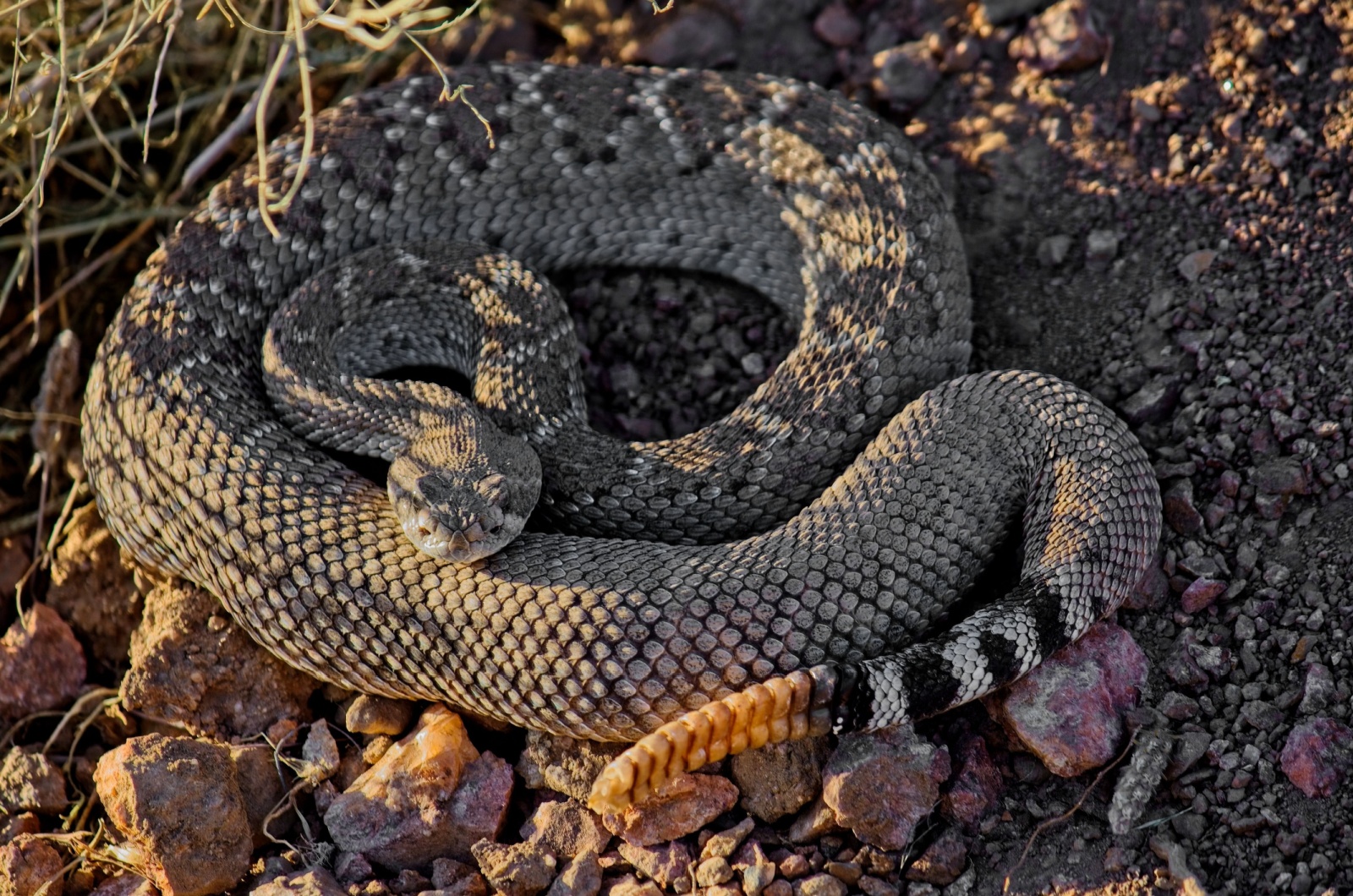 Why Rattlesnakes Rattle And What To Do When You Hear It