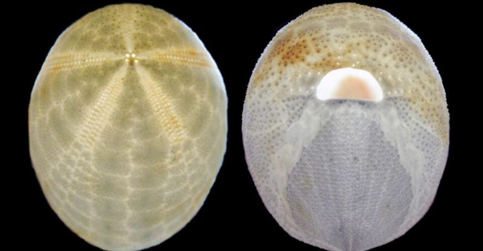 Scientists Discover 2.6 Million Golden Eggs Near An Underwater Volcano