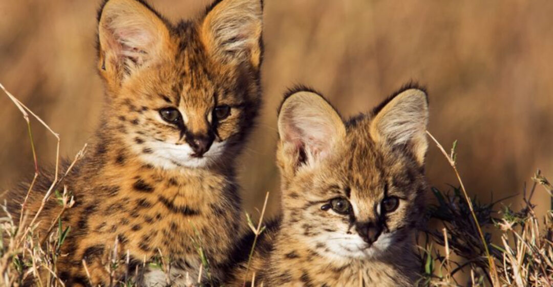 10 Big Cats That Break The "Loner" Stereotype And How