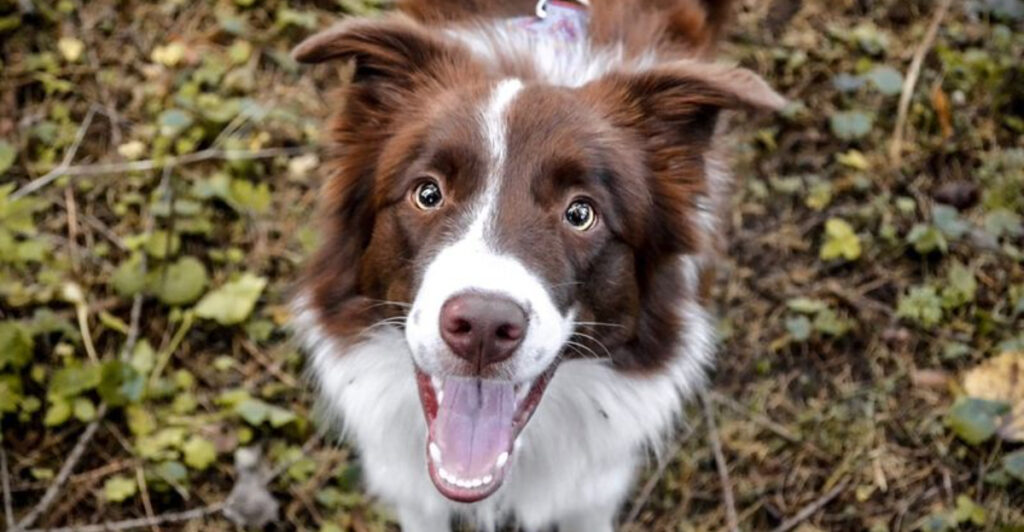 10 Dog Breeds With Sensitive Souls And 5 That Can Overcome Anything