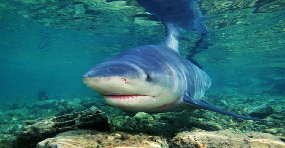 10 Sharks That Lurk In Rivers Not Oceans