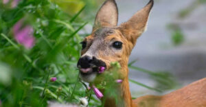 10 Smells That Deer Just Can't Stand And 4 Scents That Attract Them ...