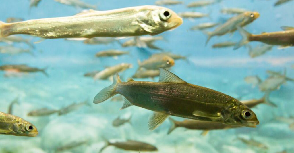 Unique Fish Species Found In The Great Lakes Near Illinois