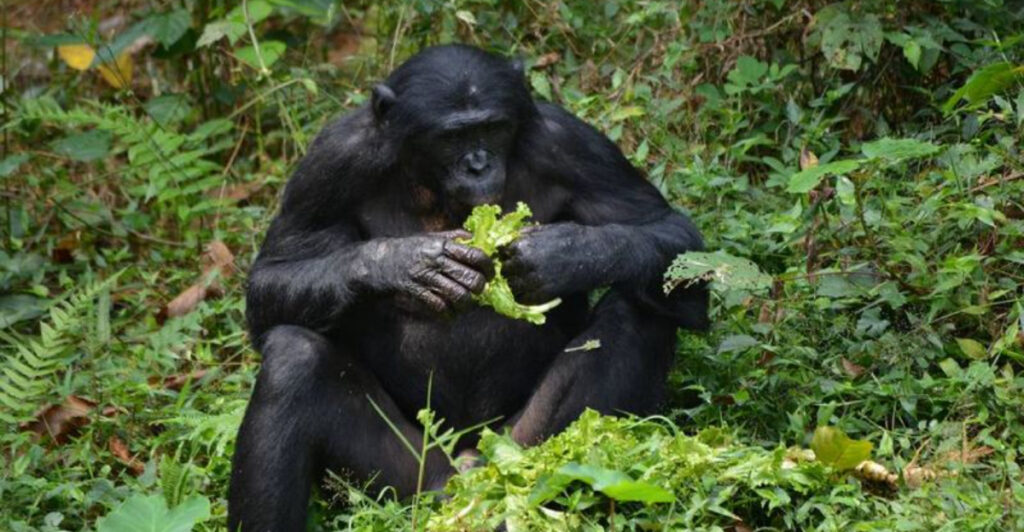 11 Foods Apes Most Commonly Eat That Are Key To Their Diet