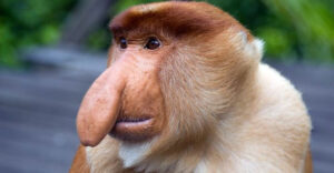 11 Smartest Monkey Species Ranked By Their Cognitive Abilities