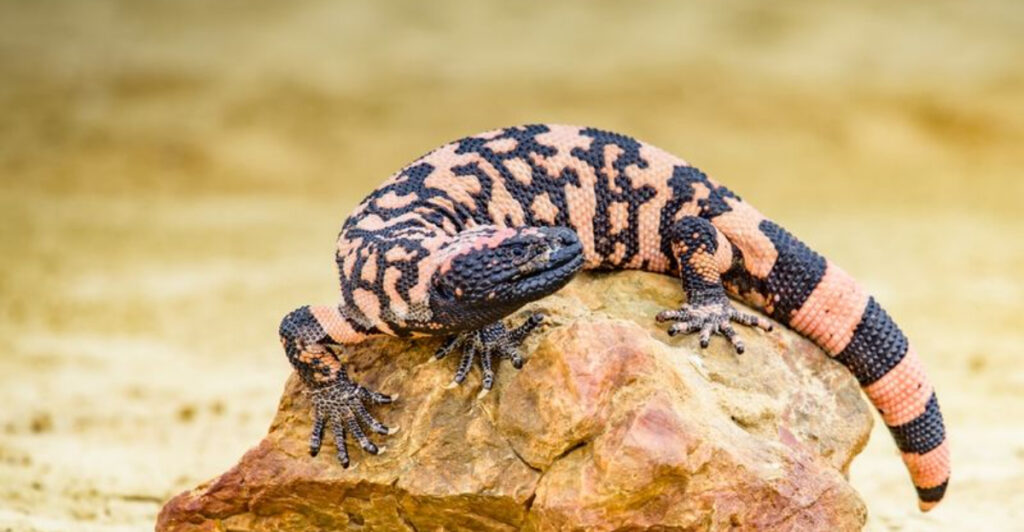 11 Wildlife Wonders You Won't Believe Live In Utah