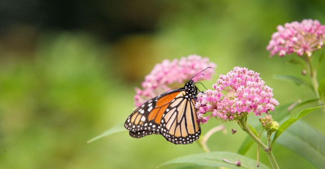 12 Best Milkweed Types For Helping Monarch Butterflies