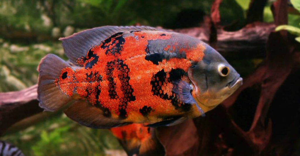 12 Dangerous Fish That Belong In The Ocean Instead Of Your Tank