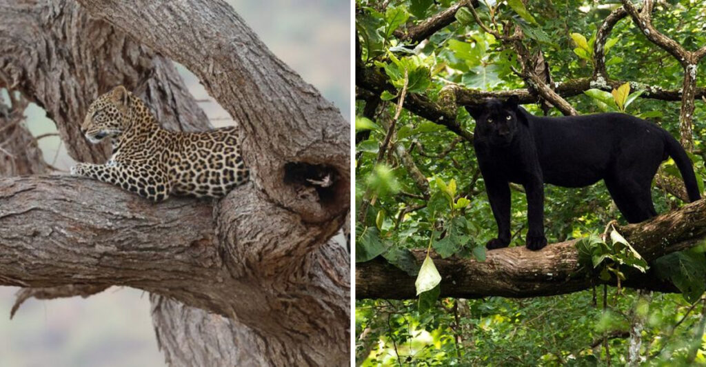 12 Key Traits That Set Panthers Apart From Leopards And It's Not Just ...