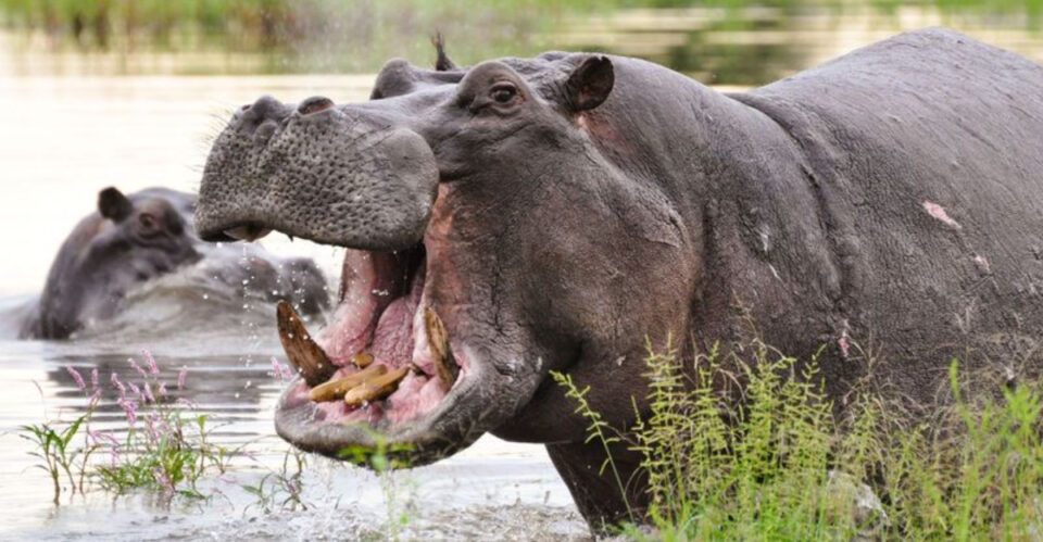 10 Most Aggressive Animals In The Wild