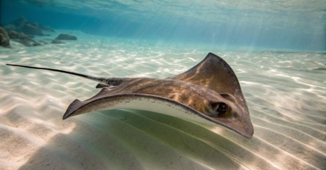 12 Sea Creatures That Are More Dangerous Than Sharks