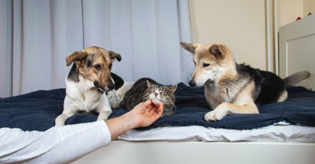 12 Things You Didn't Know Animals Could Feel