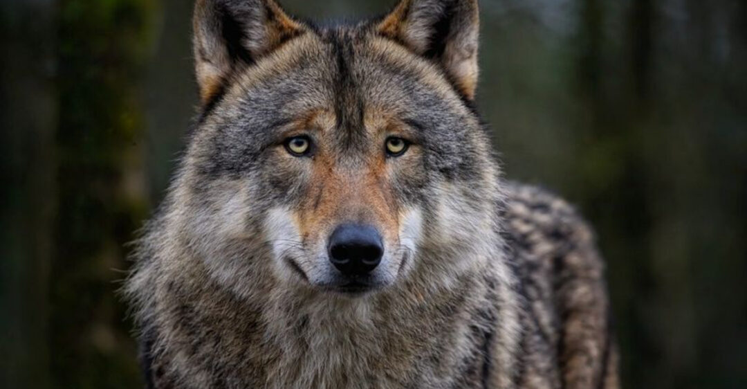 11 Biggest Wolves By Weight From Around The World